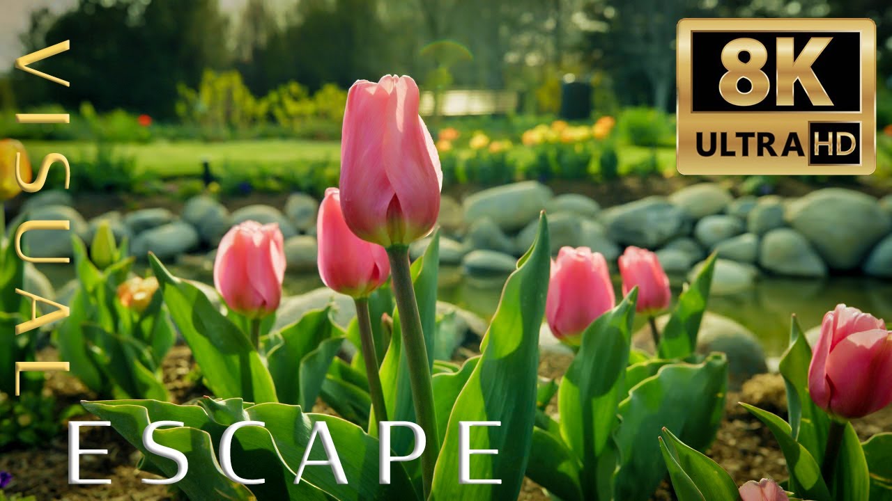 Flower Garden in 8K - YouTube