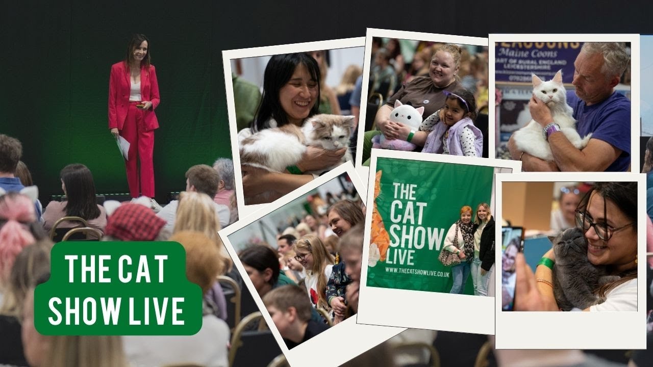 The Cat Show Live - YouTube