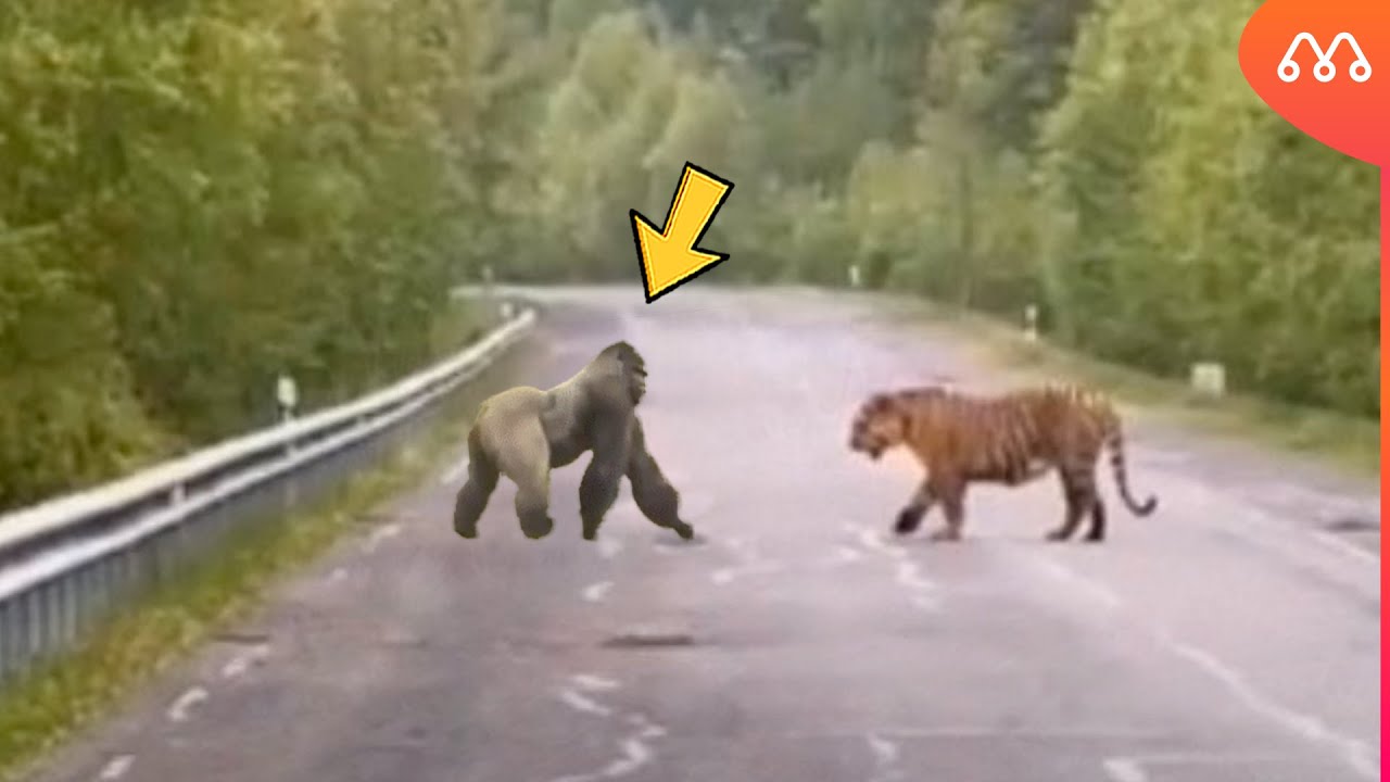 TIGRE vs GORILA - QUEM VENCE ESSA LUTA? Gorilla vs Tiger fight real - YouTube