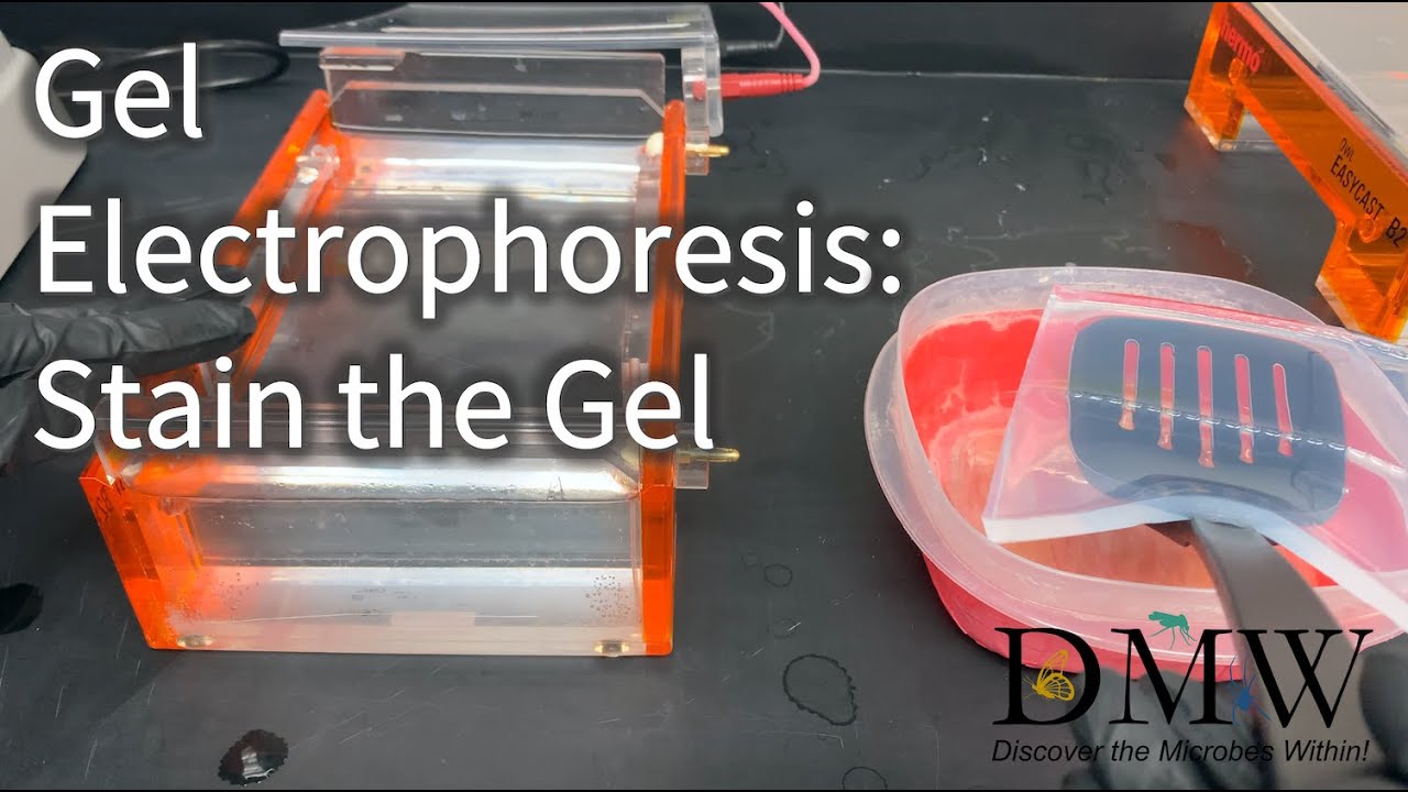 Gel Electrophoresis: Stain the Gel - YouTube