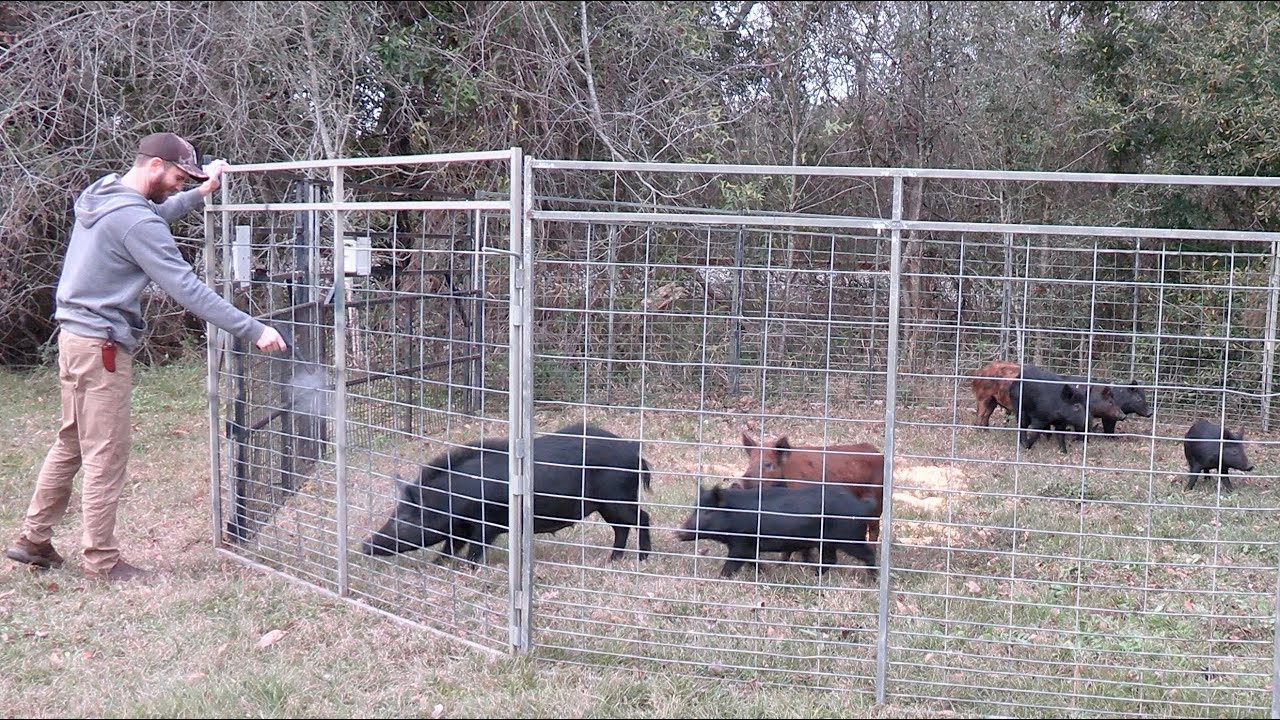 Are Wild Hogs Out of Control In Florida? - YouTube