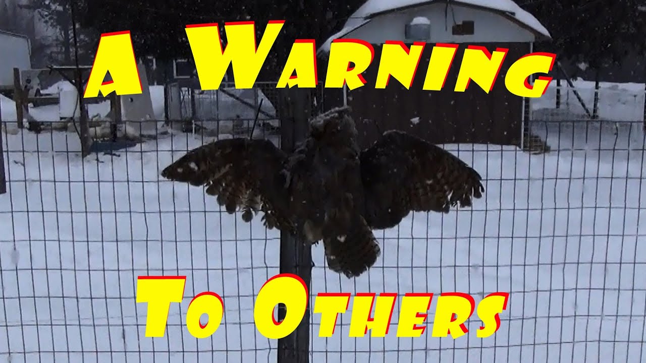 Ms. Icecovy Reunited With Flock, Morning Rush & Owl Gets His Spot #81 ...