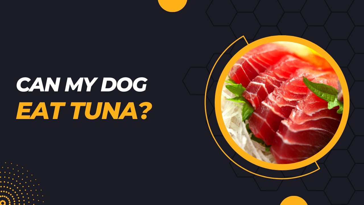 Can My Dog Eat Tuna? Comprehensive Guide - YouTube