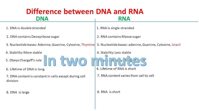 Difference Between Dna And Rna Structures