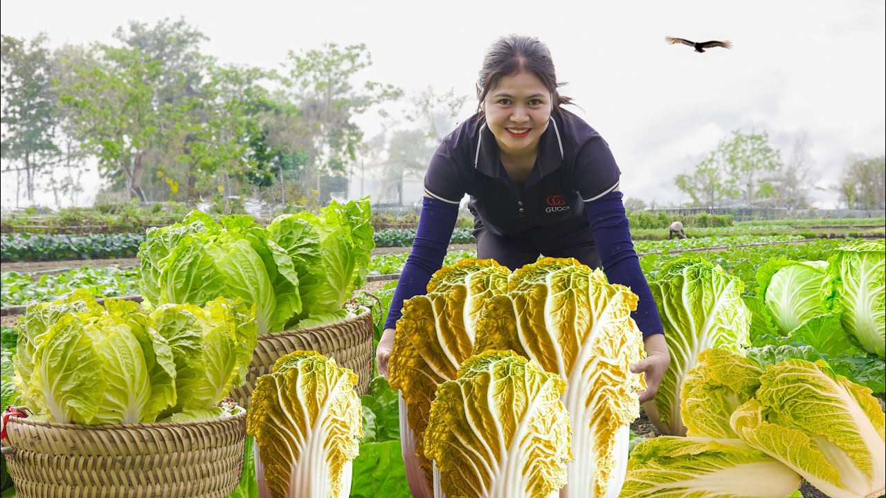Harvesting Super Big Cabbage Go to the market to sell - The Main ...