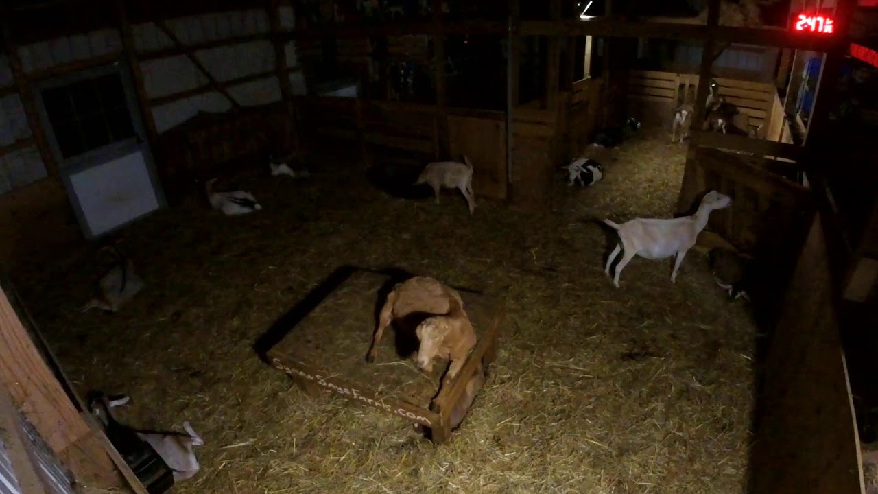Indoor Live Goat Cam - Syman Says Farms - YouTube