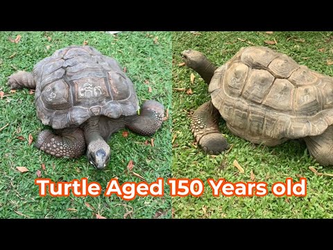 Centenarian Turtle Thrives: Aged 150 Years in Mong Reththy Sen Chey ...