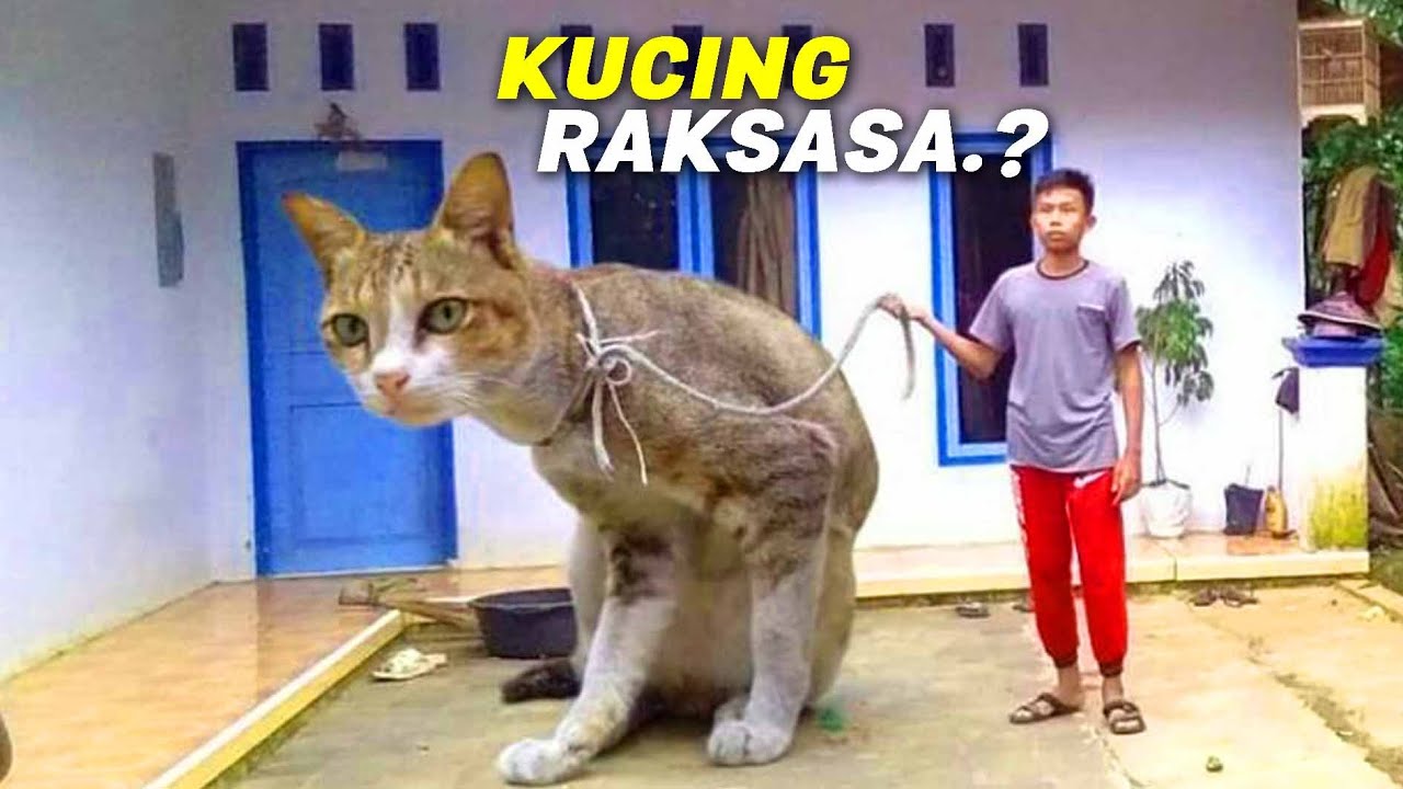 Bukan Siluman, Inilah 6 Kucing Raksasa Terbesar di Dunia yang Lucu ...