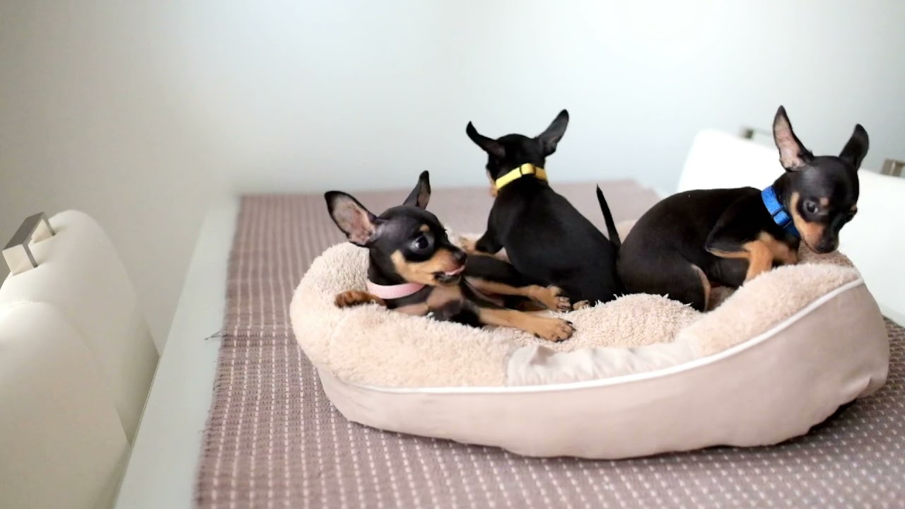 🐾 PRAGUE RATTER / PRAZSKY KRYSARIK / PRAHA ROTIPÜÜDJA / PRAHAN ...