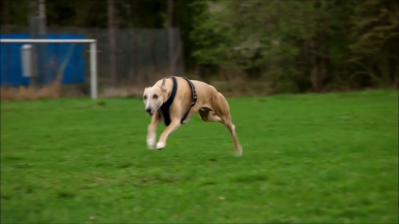 Whippet - running at 35 miles per hour - YouTube