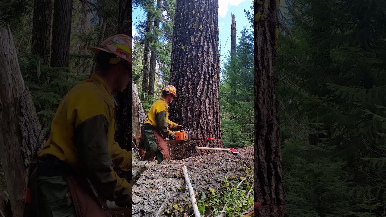 Timber Falling on Pelican Fire - YouTube