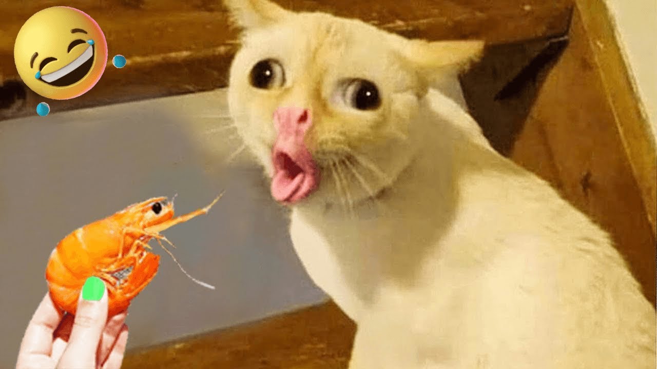 Cat's Reaction To See a Red Shrimp l Funniest Cat Videos l Pets SGlobal ...