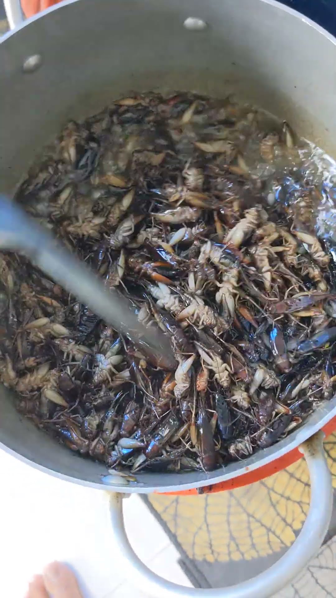 frying cricket #khmerfood #food #cooking #cricket - YouTube