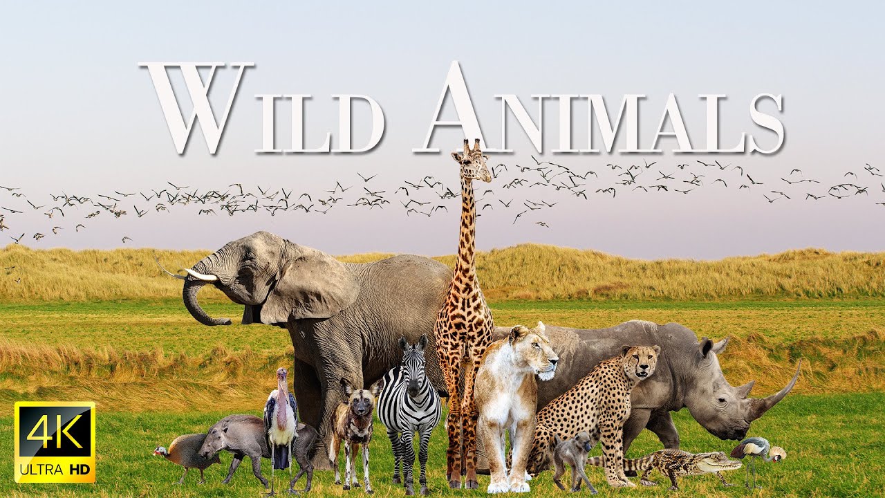 Amazing Scene of Wild Animals In 4K - Scenic Relaxation Film - YouTube