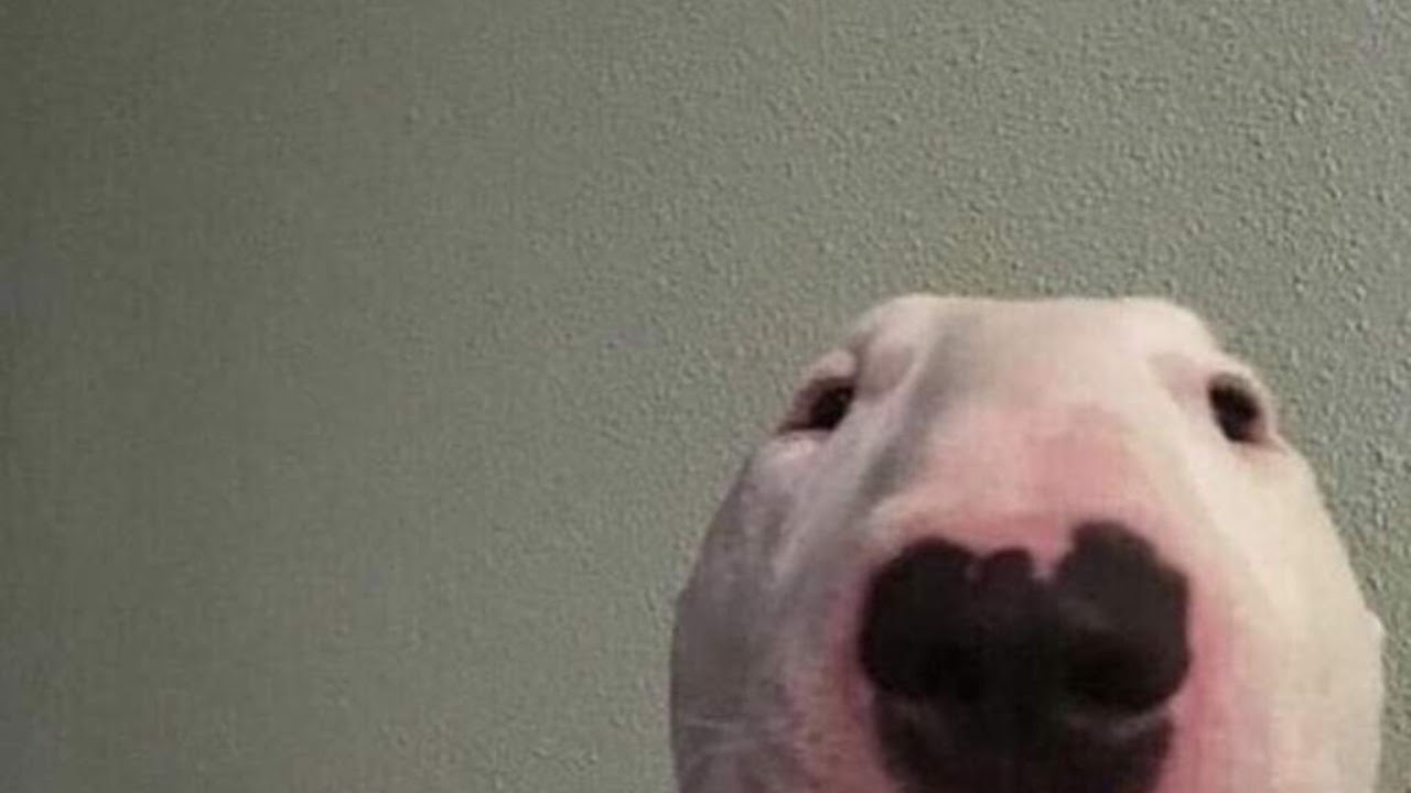 Jack wilt Live Stream - YouTube