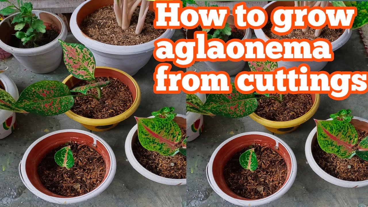 How to grow aglaonema from cuttings | Aglaonema Plant Propagation ...
