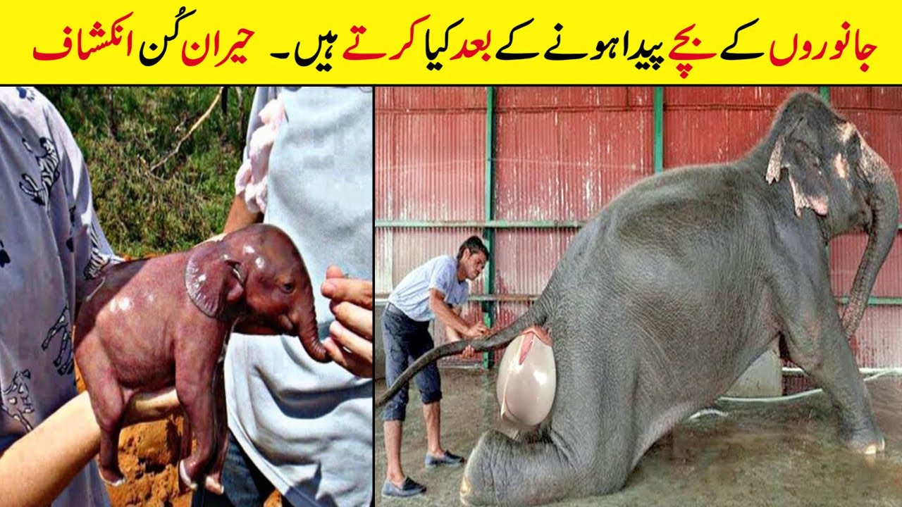 Animals Peda Hone Ke Baad Kia Krty Hain Or Kese Dikhty Hain (Try Not To ...