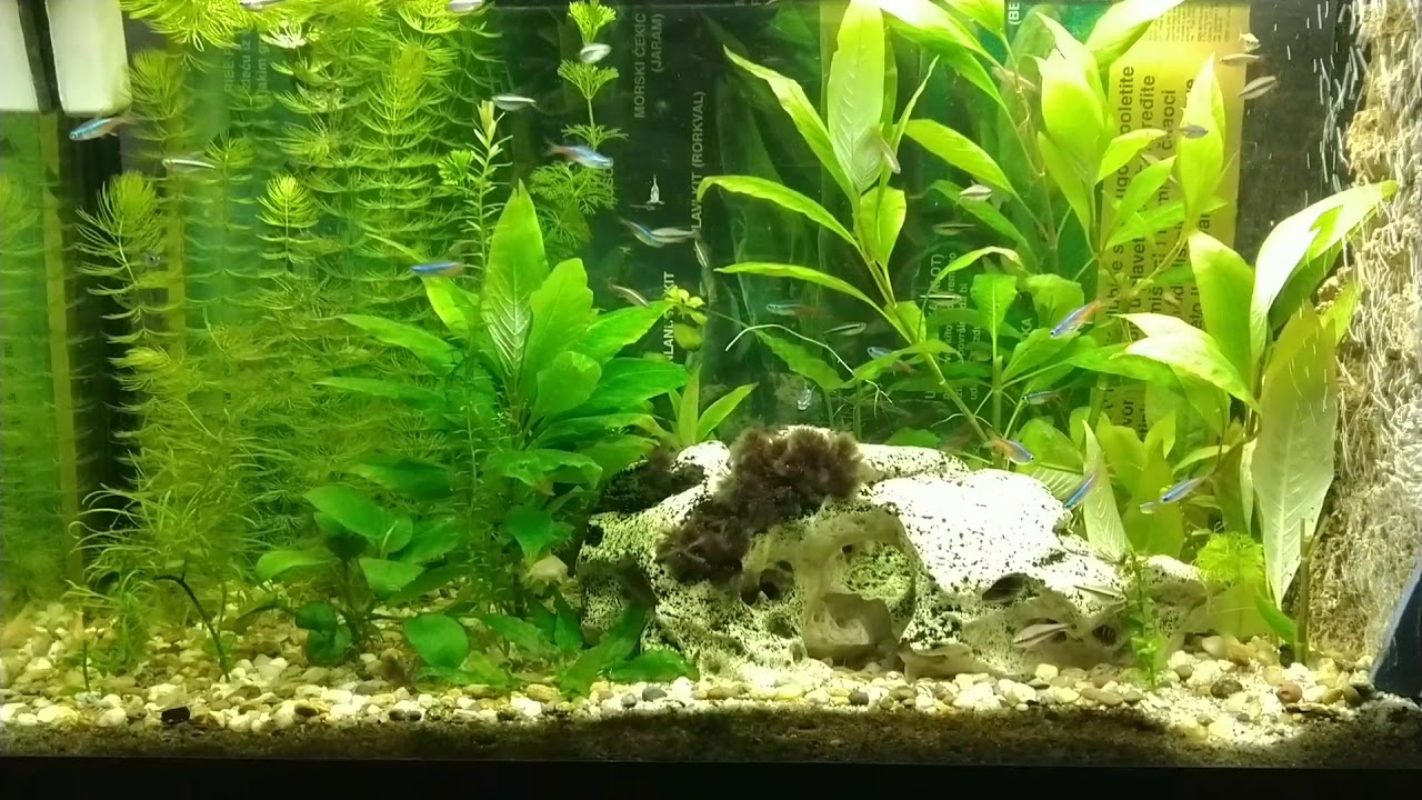 Akvarijum Tetre (Plava,Crna neonka,Keri i Tanihtis - YouTube