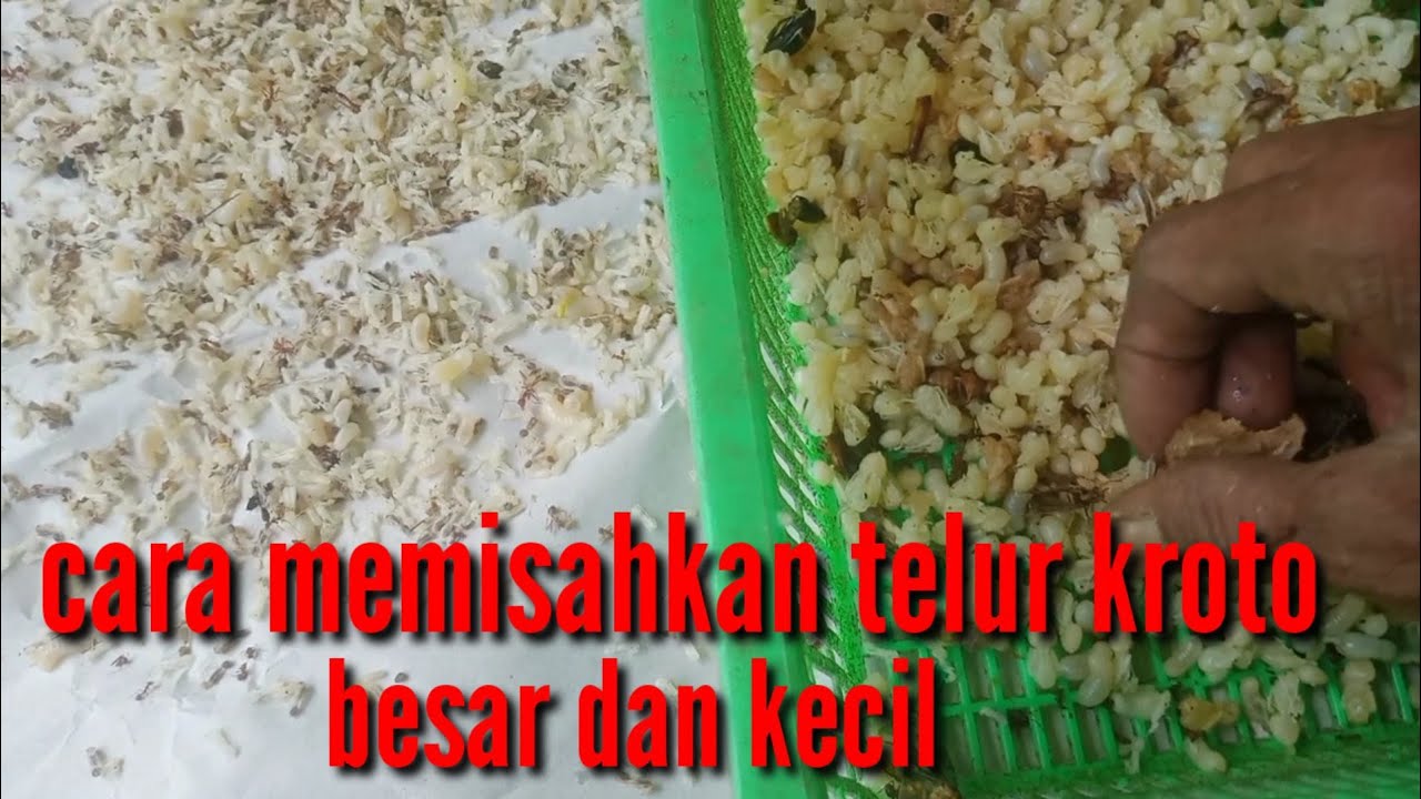 proses memisahkan kroto telur besar dan kecol - YouTube