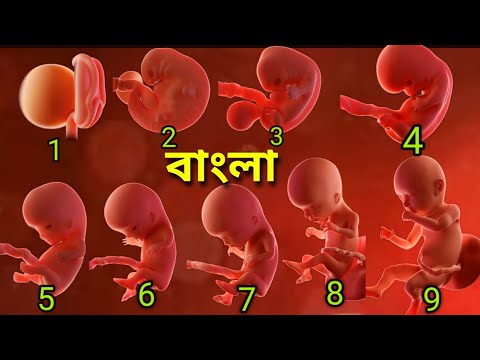 1 to 9 months baby development bangla,দেখুন গর্ভঅবস্থায় বাচ্চা 🤰 কীভাবে বড় হয়, 9 months in bengali,