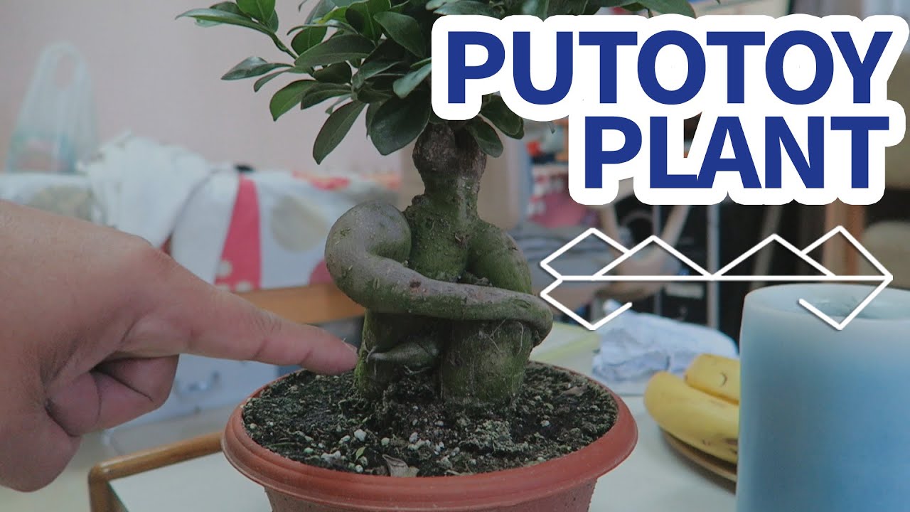 MAY PUTOTOY ANG HALAMAN NI DADZ - YouTube