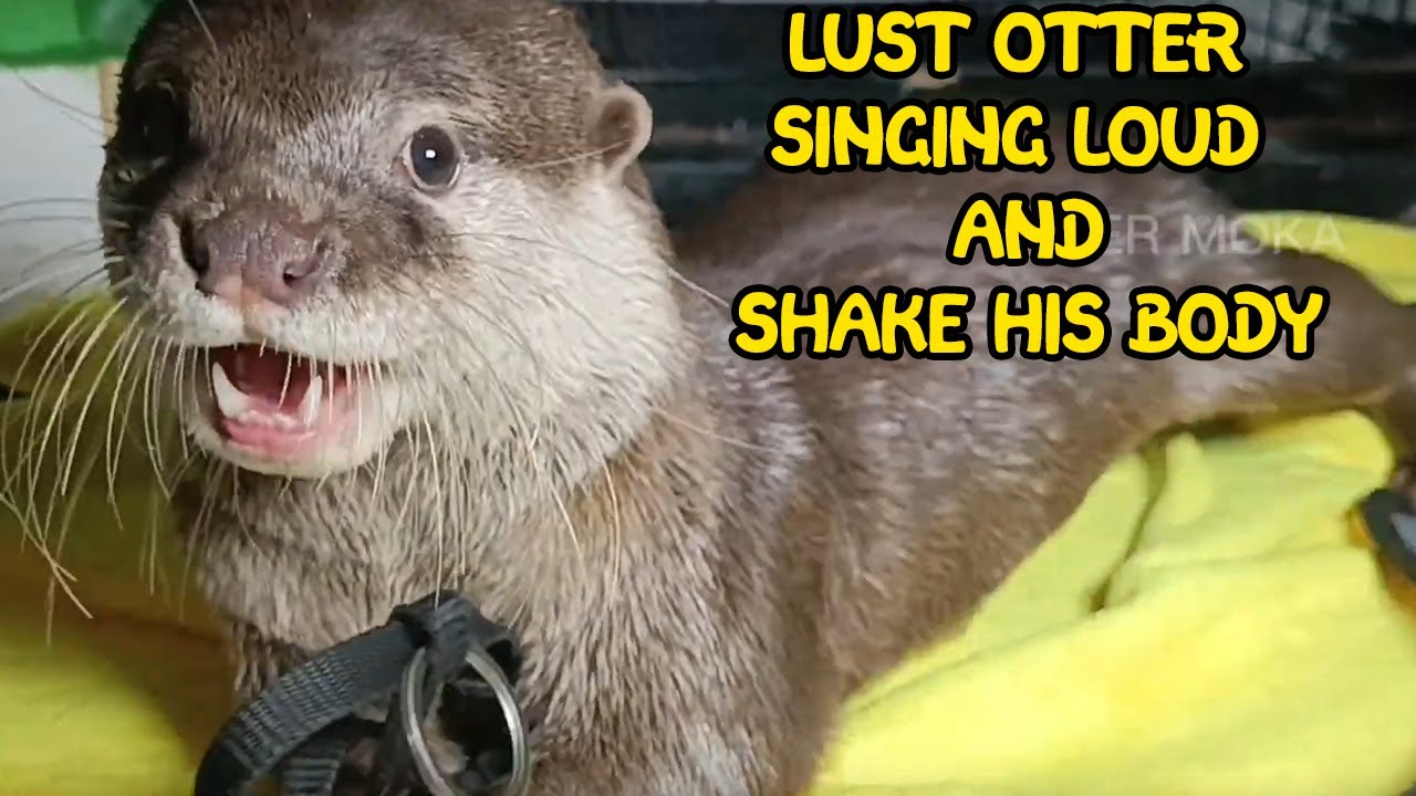 LUST OTTER singing loud and shake his body WANTS TO MATE - YouTube