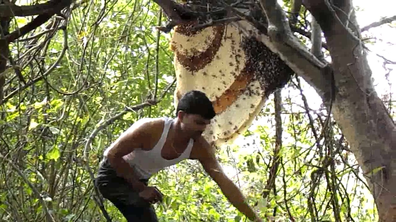honey bees fighting with dangerous man - YouTube