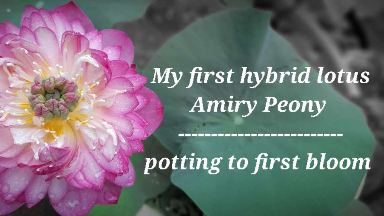 growing lotus in plastic pots| bowl lotus |amiry peony| hybrid lotus ...