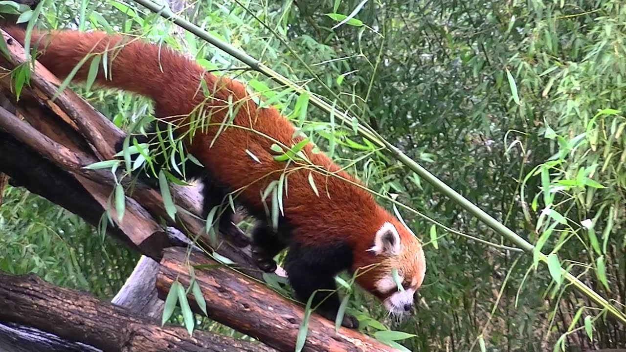 Anxious Red Panda - YouTube