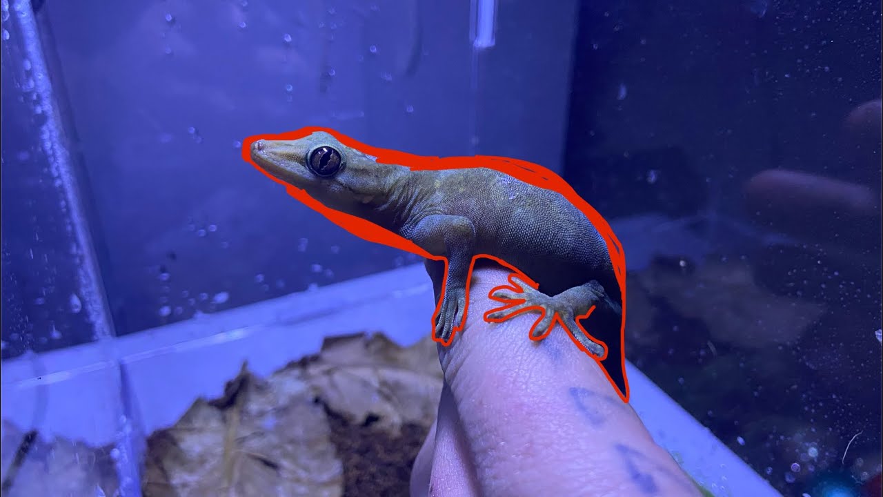 I taught my gecko to do a BACKFLIP! 😱 - YouTube