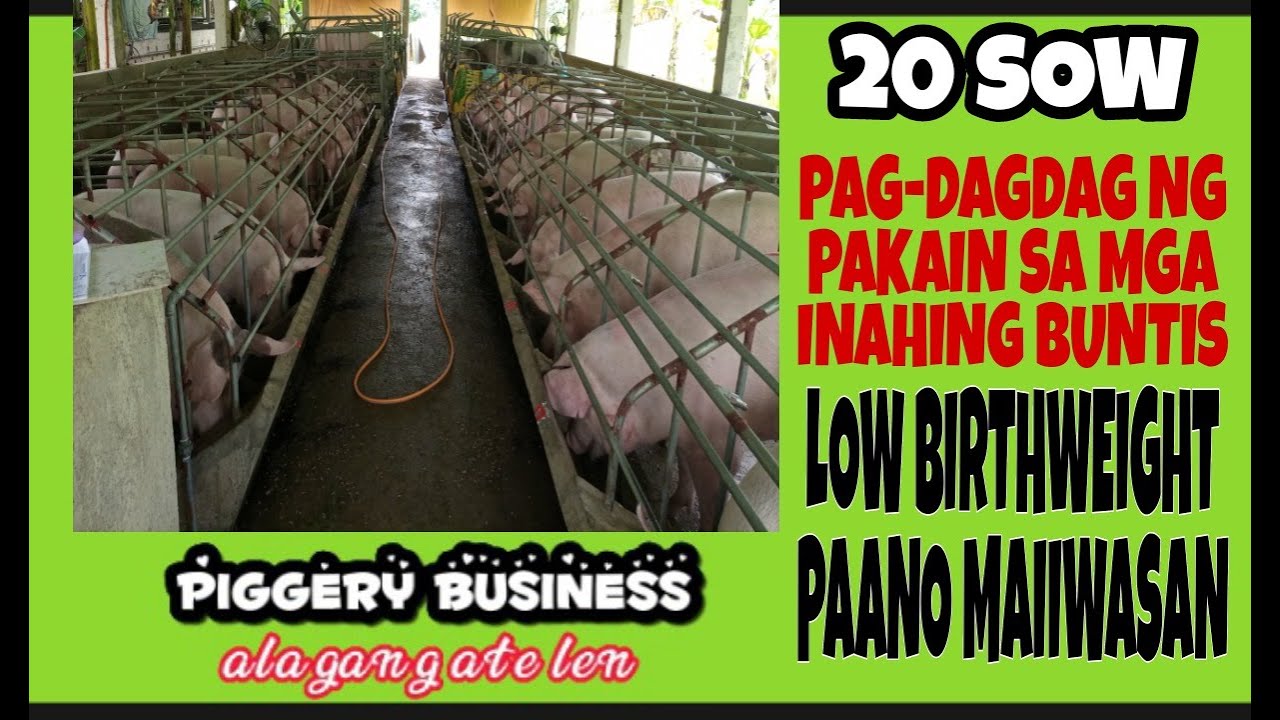 PAANO MAIIWASAN ANG MABABANG TIMBANG NA PINAPANGANAK NG INAHING BABOY ...