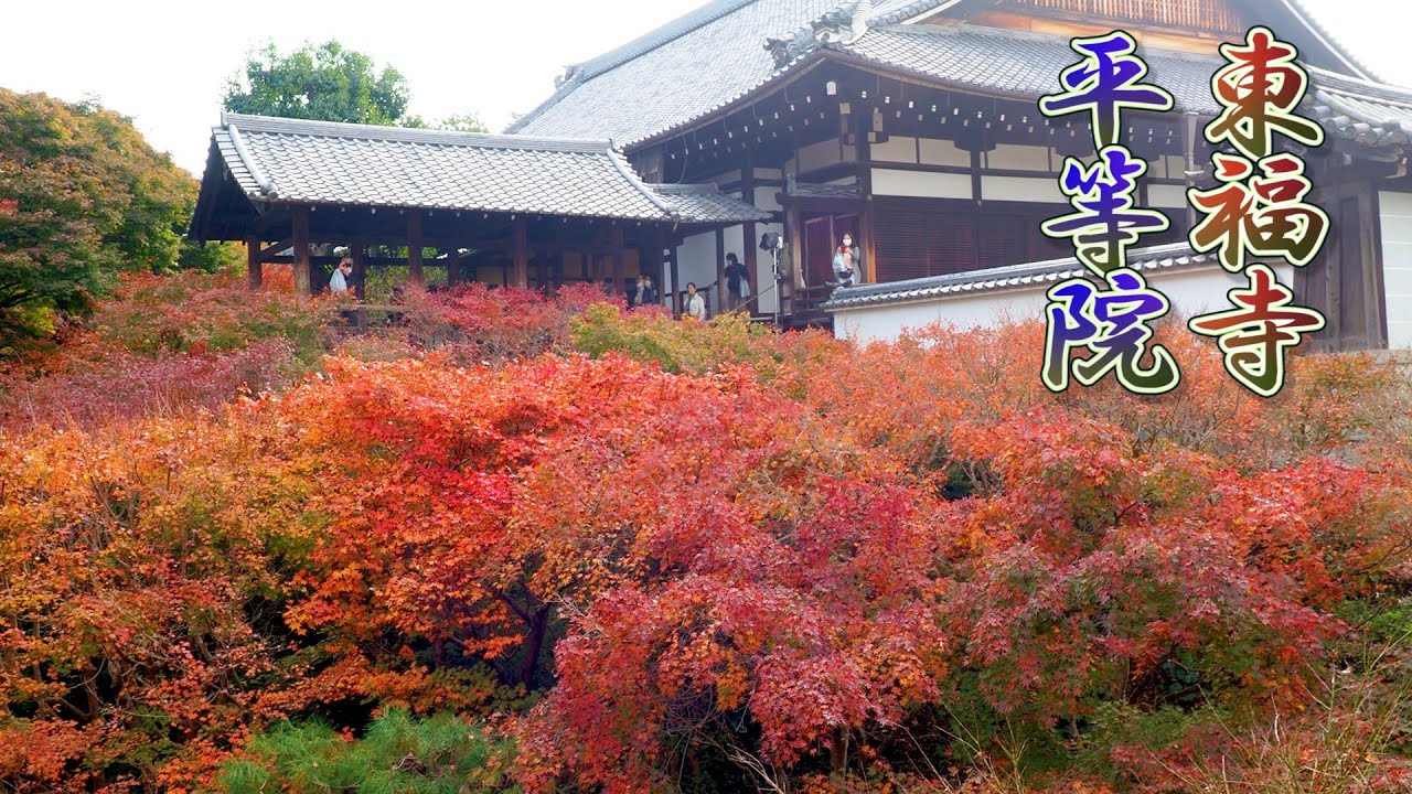 KYOTO. Autumn foliage of Tofukuji Temple and Byodoin Temple 2020. #東福寺 ...