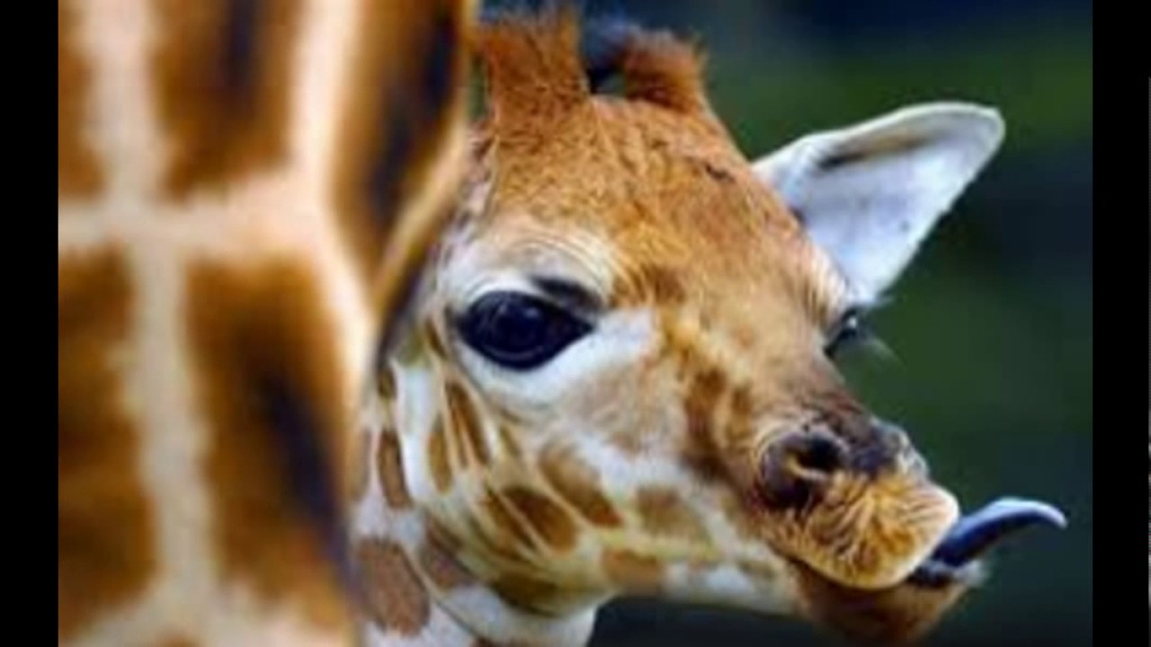 12 ADORABLE GIRAFFE AND PANDA PICTURES - YouTube