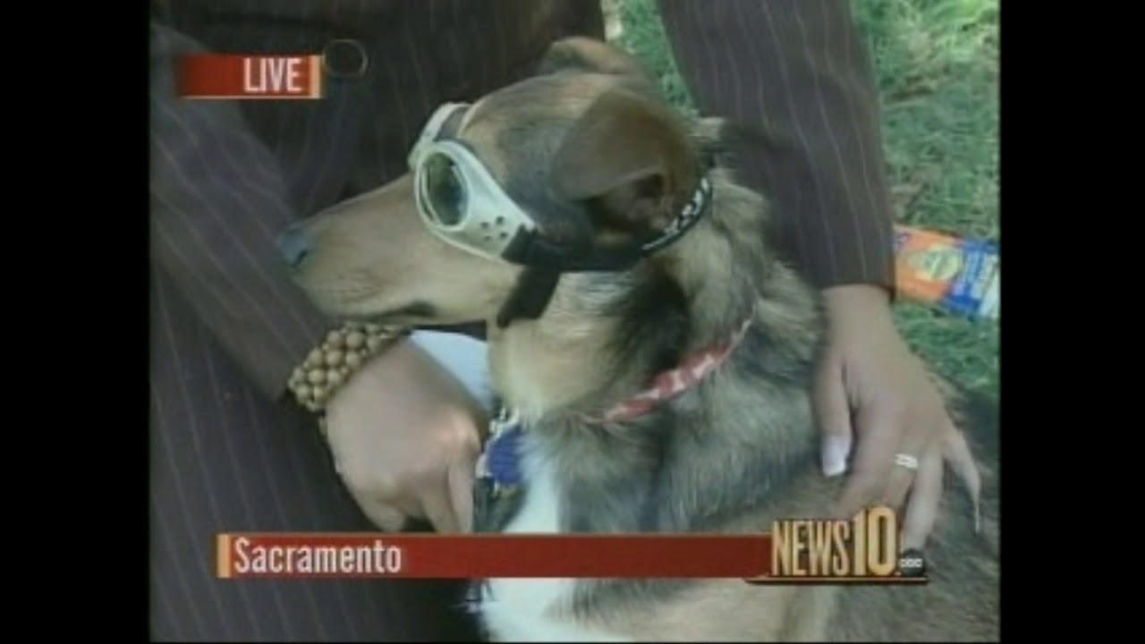 Max-A-Million-the famous dog! - YouTube