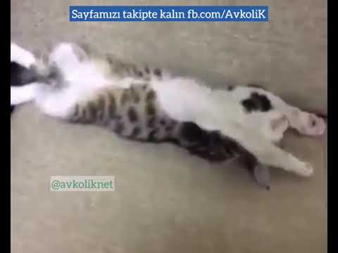 Sahura uyanamayan kedi :))