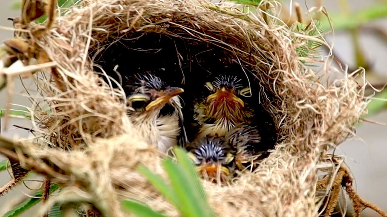 All baby's wild bird | Nest-Dwelling Sparrow Chick Awaits Meal - YouTube
