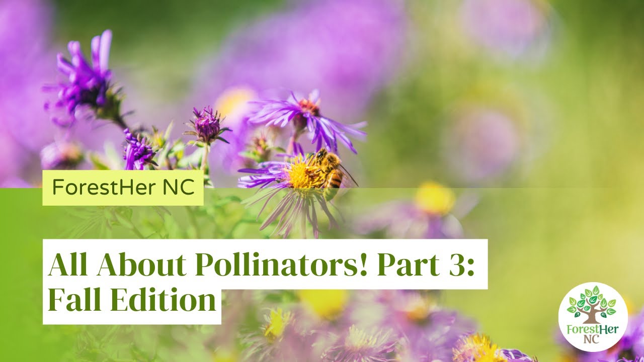All About Pollinators! Part 3: Fall Edition - YouTube