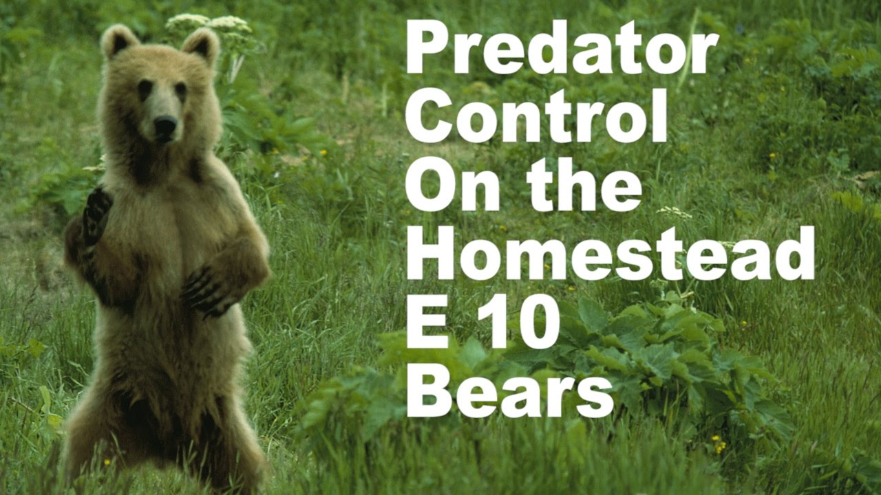 Predator Control On The Homestead E 10 Bears - YouTube