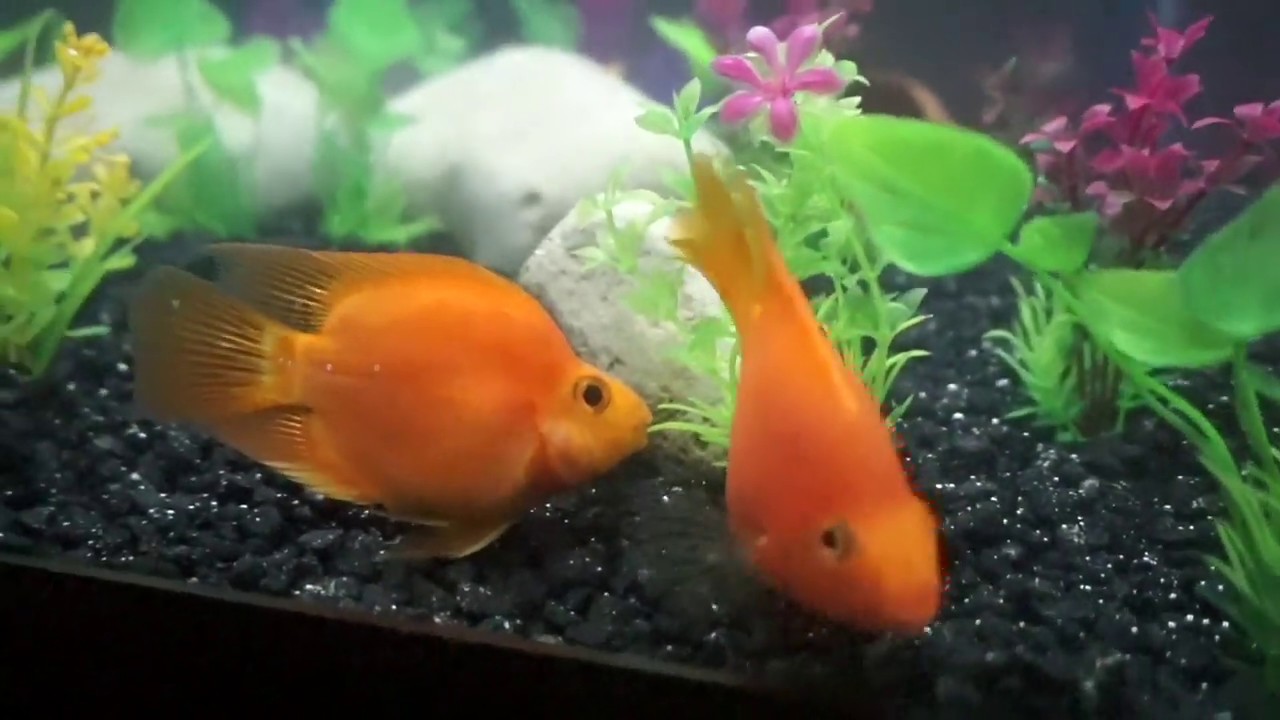 My Red Blood Parrot Tank - YouTube