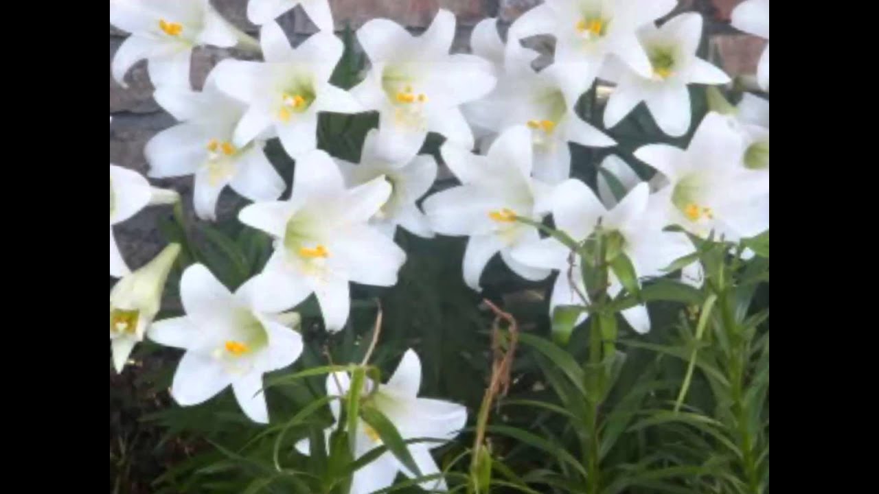 Did the Lilies Cry? - YouTube