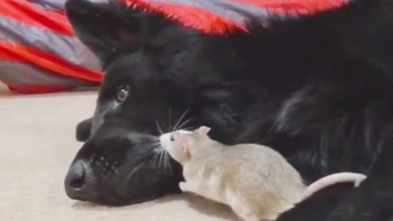 Pet rat absolutely loves his doggy best friend\ - YouTube