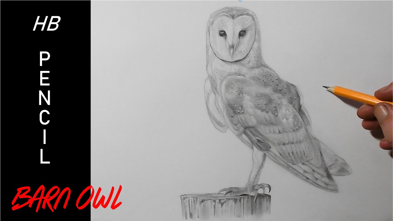 How to Draw a Barn Owl | Pencil Drawing for Beginners - YouTube