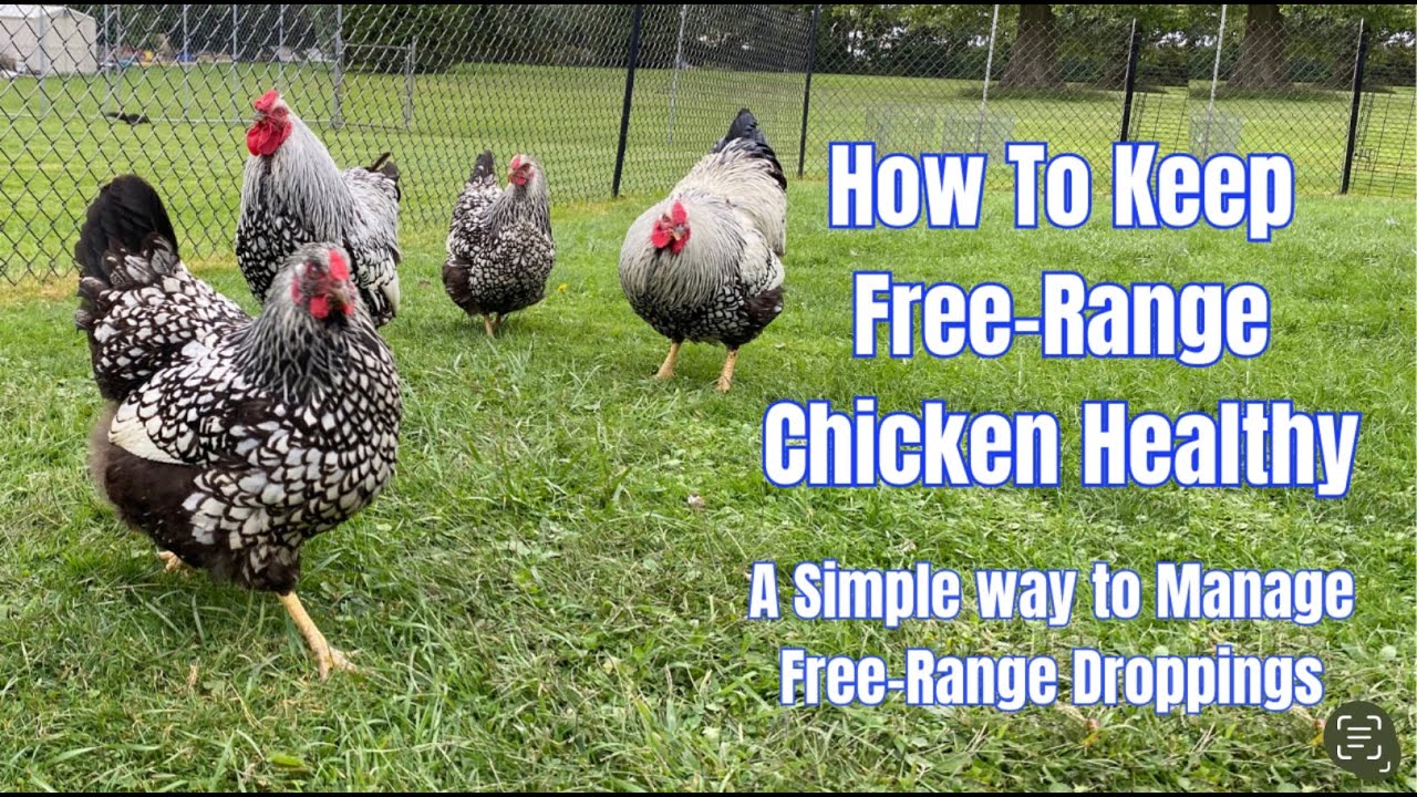 A Simple Way to Manage Free-Range Droppings - Keeping Free-Range ...