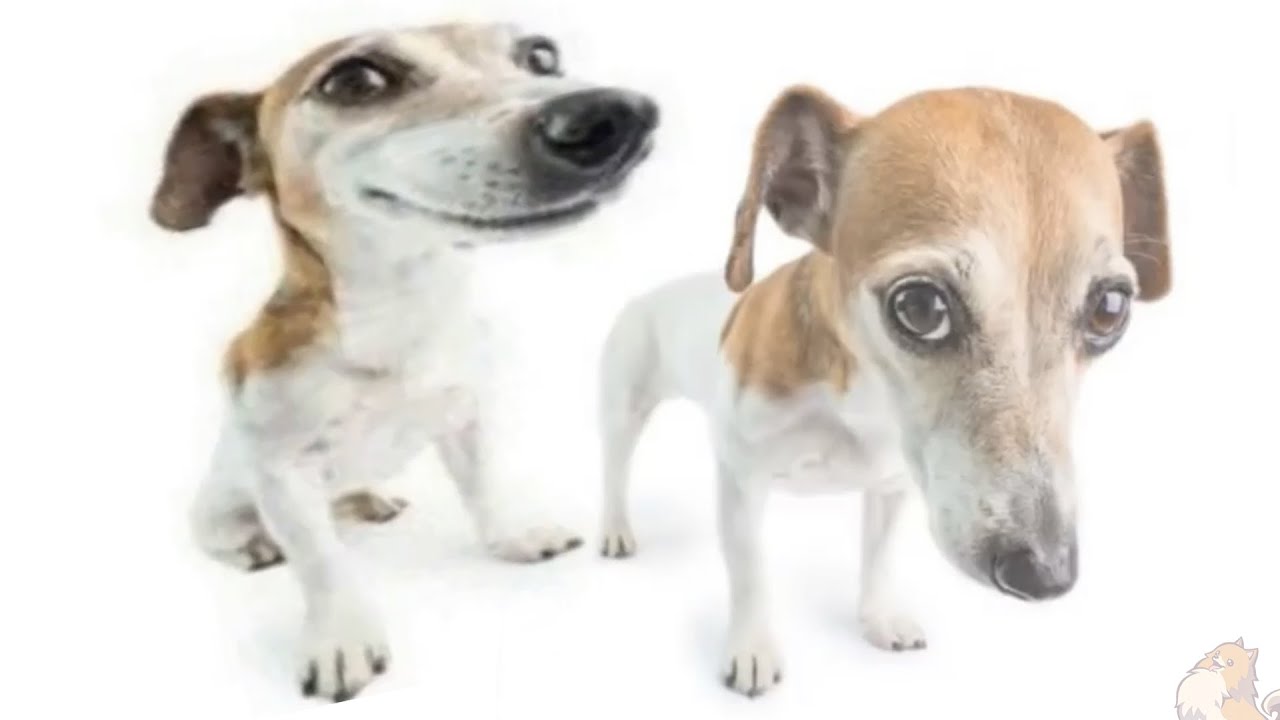 dog vibing - YouTube