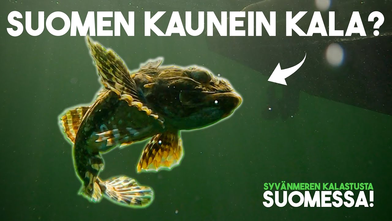 MYSTEERINEN SYVÄNMEREN KALA | Merihirviö vai kaunotar? - YouTube
