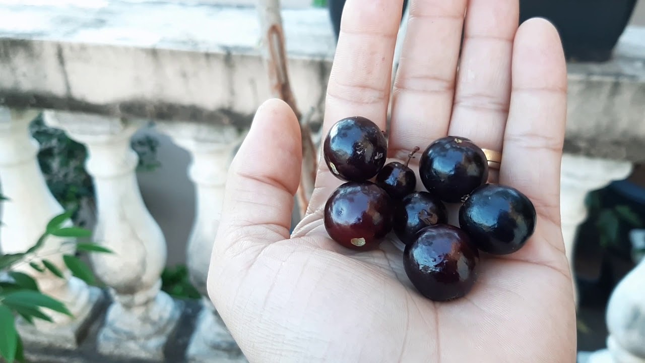 COLHEITA DO CAMBUI ROXO EM VASO 06/07/19 - YouTube