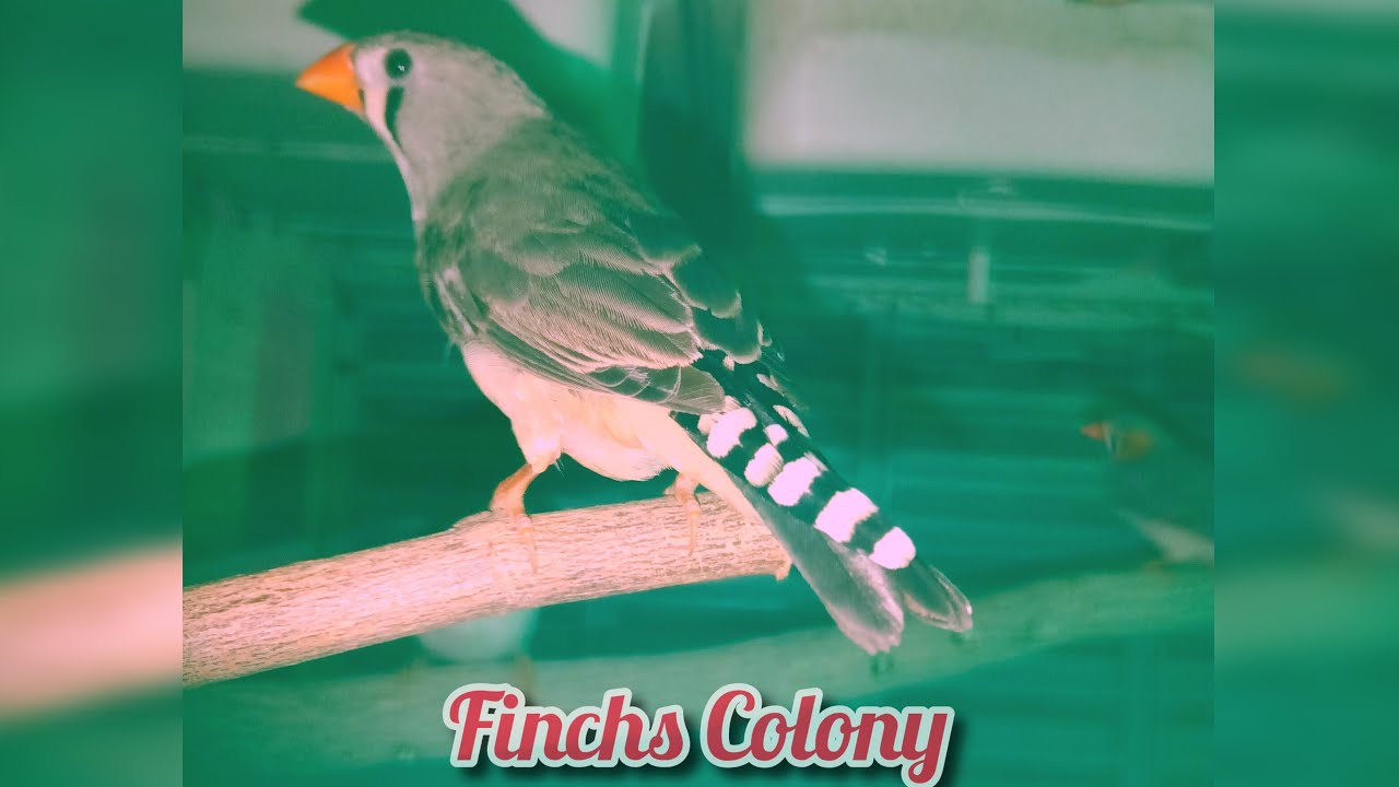 Finches Colony live | Finches ka setup #birds #finches - YouTube