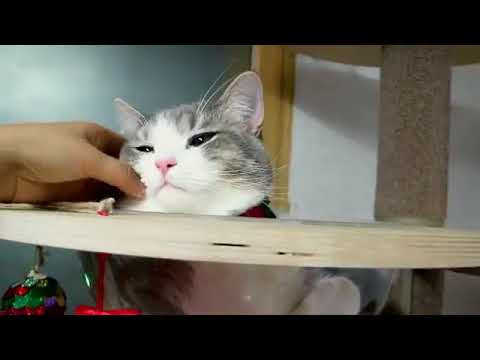 Happy Cats-Squishy cheeks. - YouTube