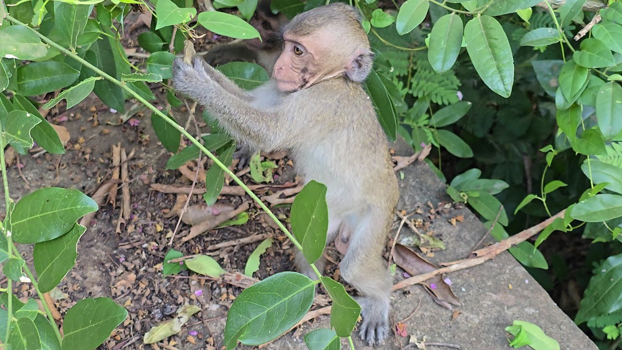The adorable baby monkey's cries of hunger make the monkey desperately ...