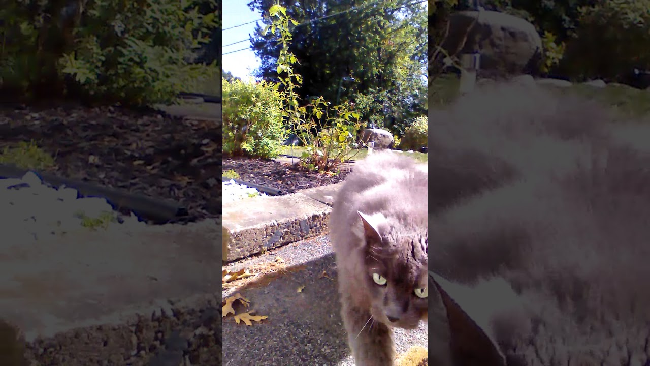 Dexter's crying and bitchnn - YouTube